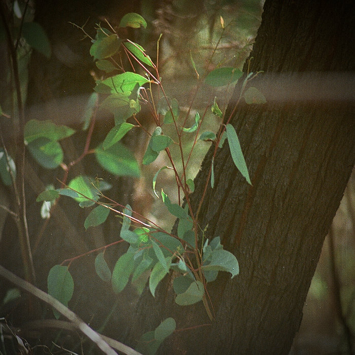 The Charring Of The Tree | Asher Graieg-Morrison