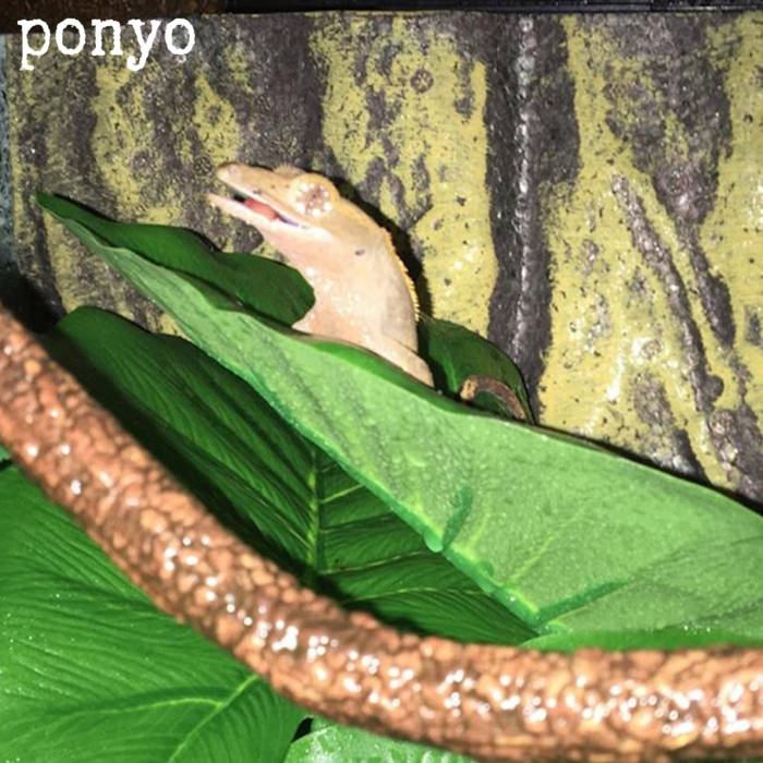 ponyo | Joey Farrell