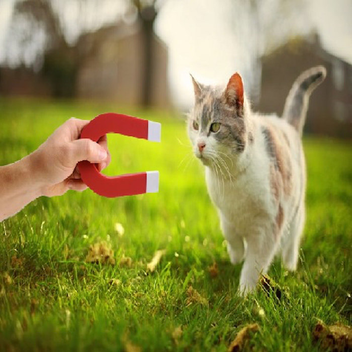 Cat Magnet | Cat Magnet