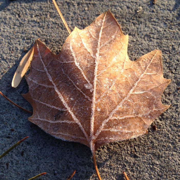 Nostalgia | Rachel Robison