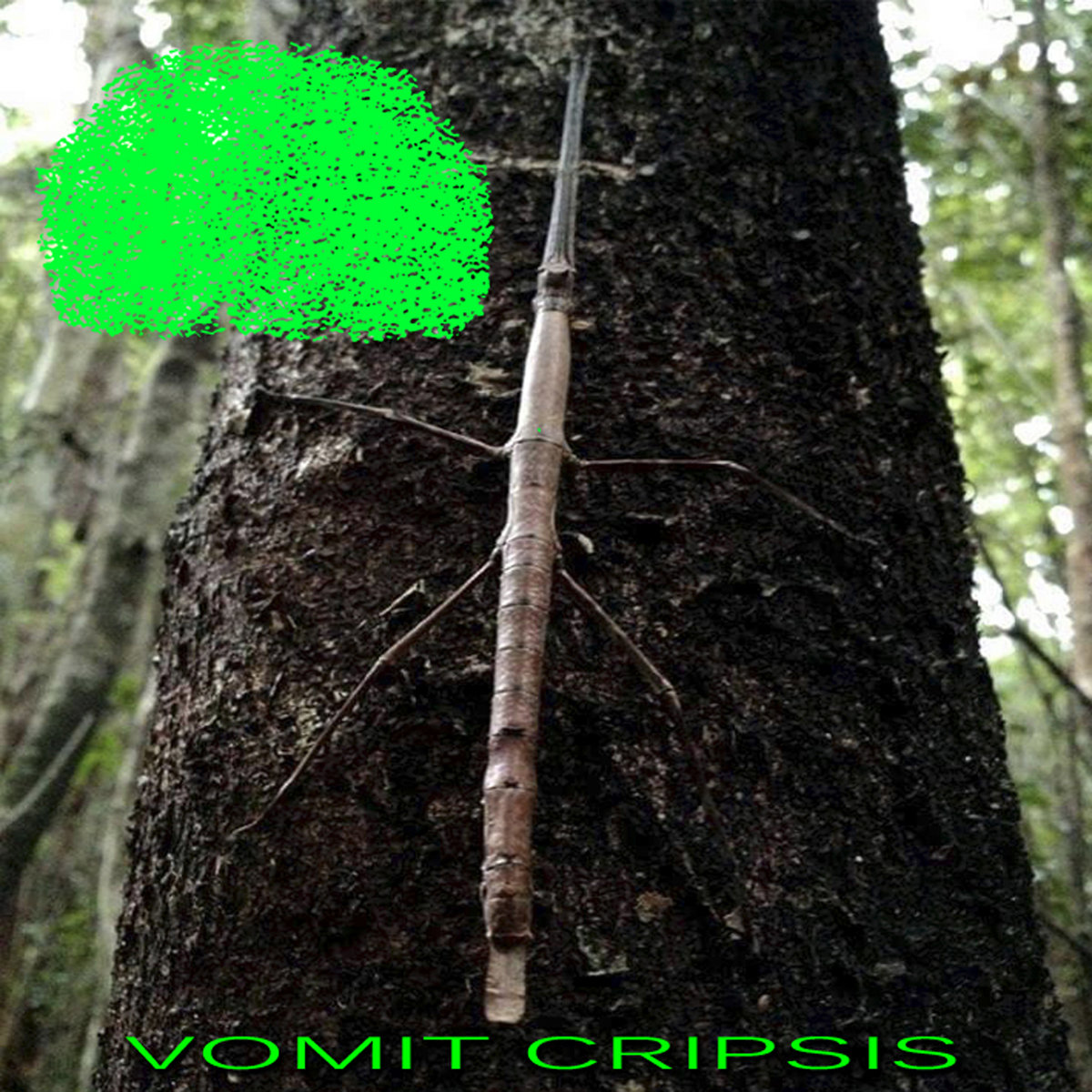 PHASMATODEA "VOMIT CRIPSIS" (2020) | NECROTIC TISSUE pathological ...