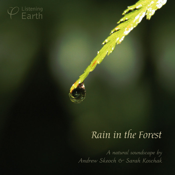 Rain in the Forest | Andrew Skeoch