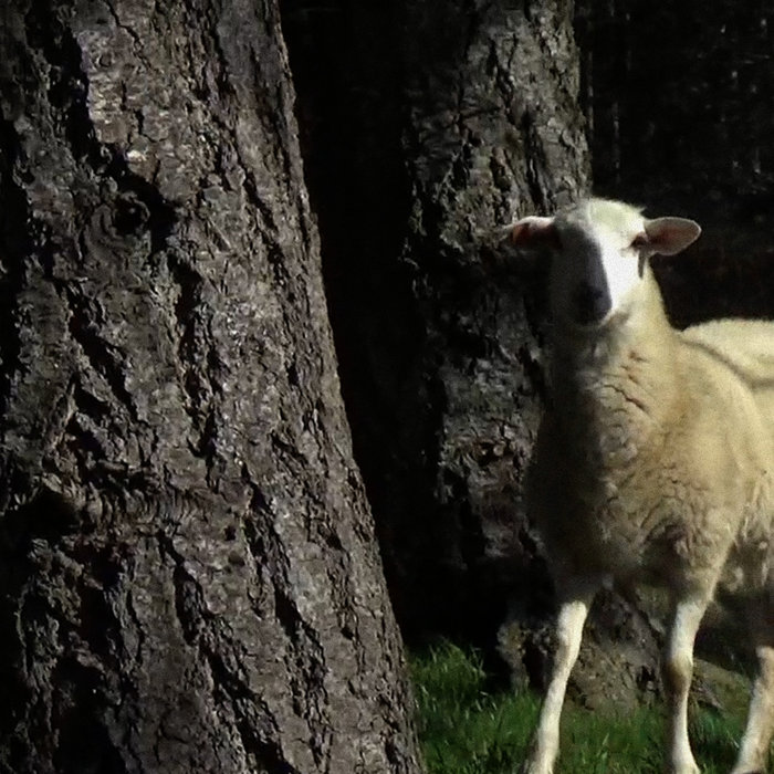 The Shepherd | Melody English