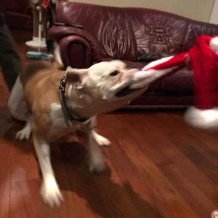 Rotten Christmas Trees - EP | Rotten Apple Trees