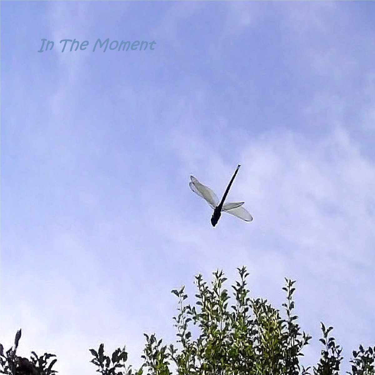 In The Moment | Robert Rothbard