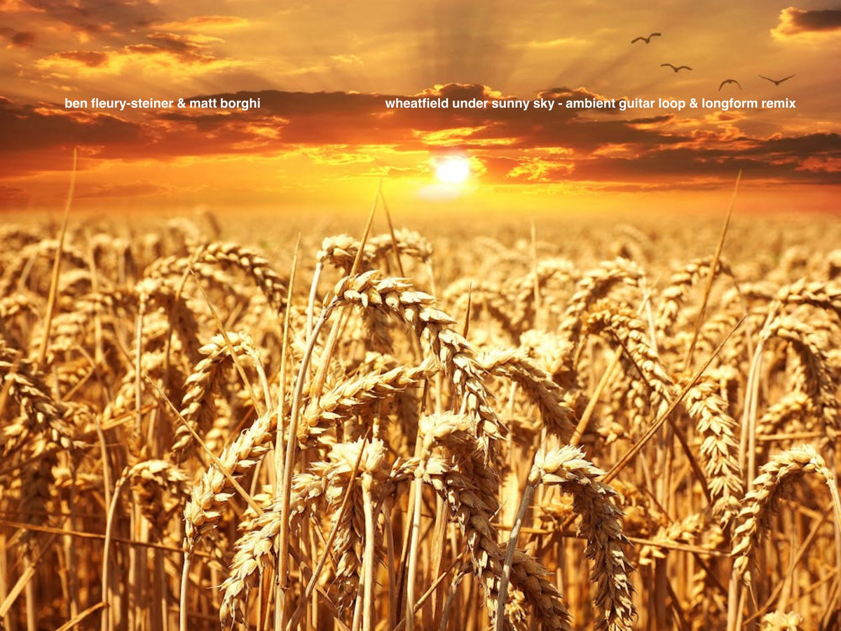 wheat field under sunny sky (loop and longform) | Ben Fleury-Steiner ...