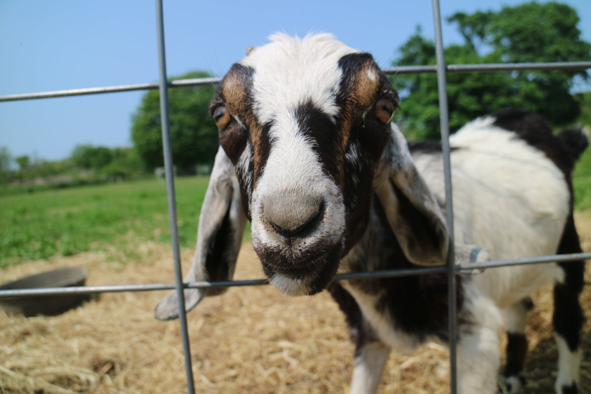 donation demos, volume 1 | Alex Kehm