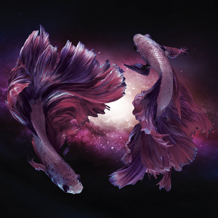 Musiquarium | Gamble Cosmos