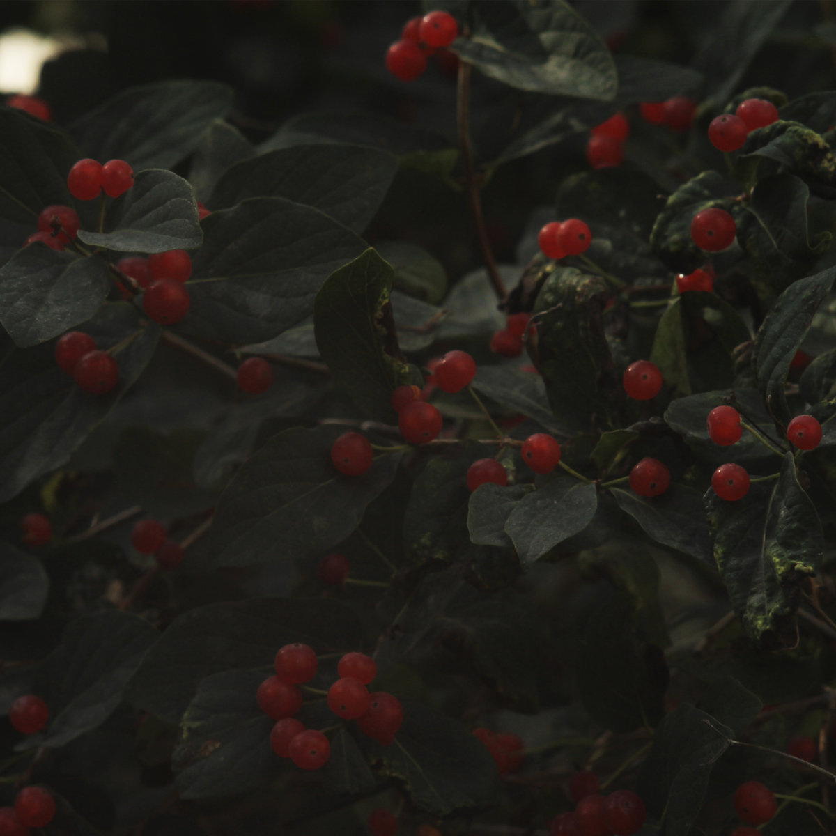 Æfareriran | sonnov