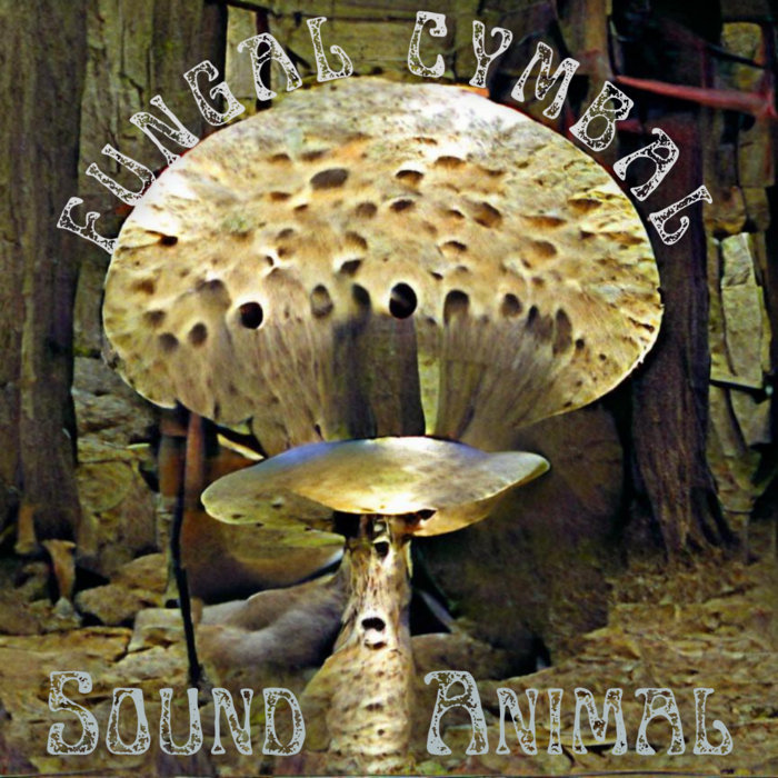 Fungal Cymbal | Sound Animal
