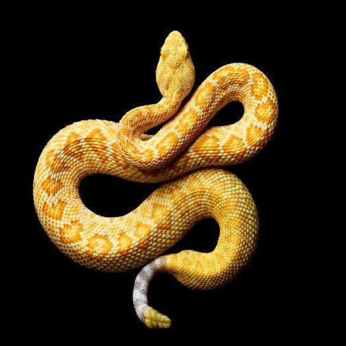 Golden Mamba (The Blues Album) | U.R.I.A.S.