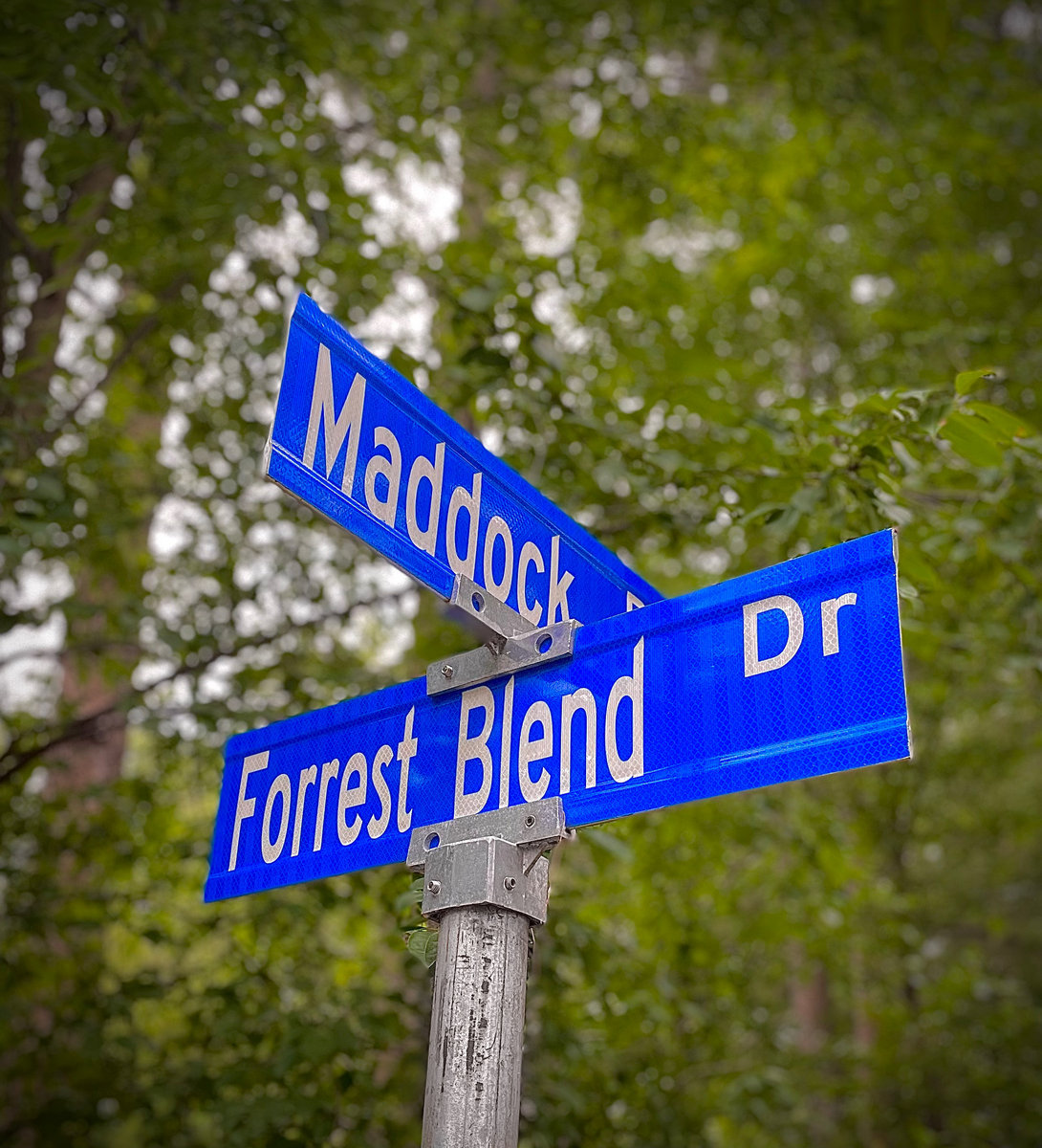 Forrest Blend | Forrest Blend