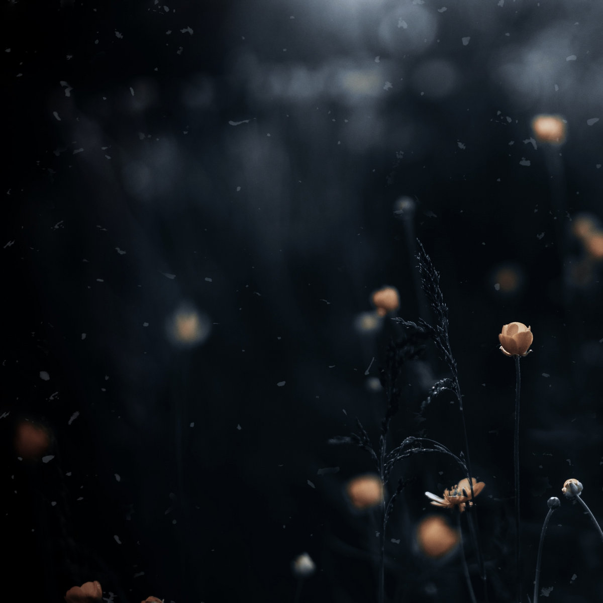 Amber Bud | Lednik Frontier