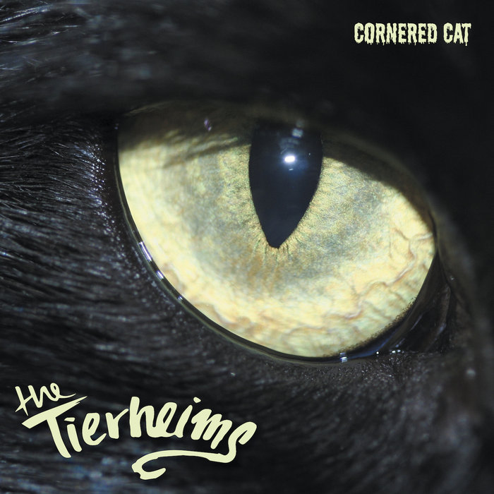 Cornered Cat | the Tierheims