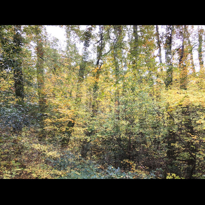 Snowless January | Gueuze Music