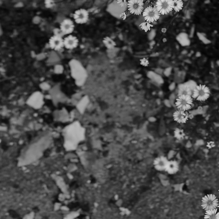 Bark/Bite | Cerberus | Industrial Coast