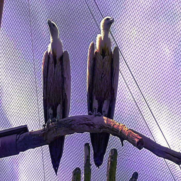 wherever the corpse is, there the vultures will gather | HANNECART