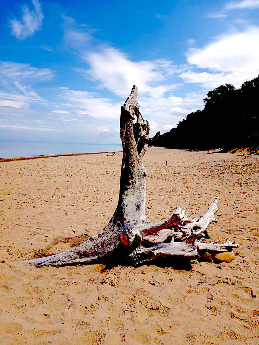 Tim Daisy :: New Voices (relay digital 021) | Tim Daisy | Timothy Daisy ...