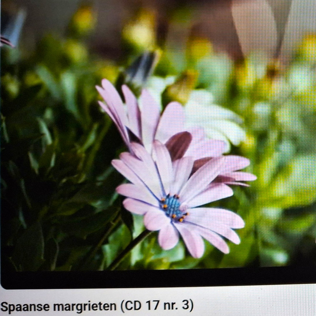 Spaanse margrieten | Henk Baars