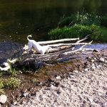 +you / xccg - buranko | A Q U A E