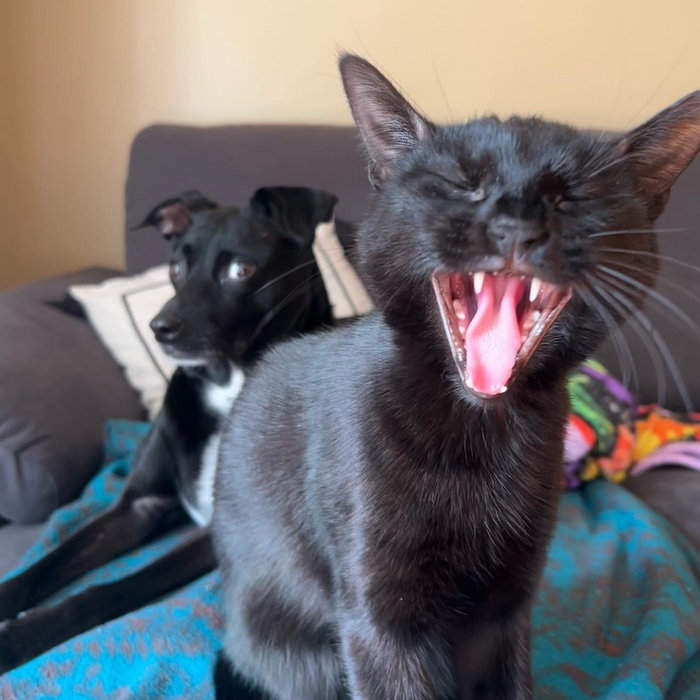 Scared Song | Okay Relax