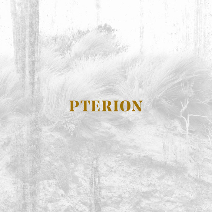 Pterion | Pterion
