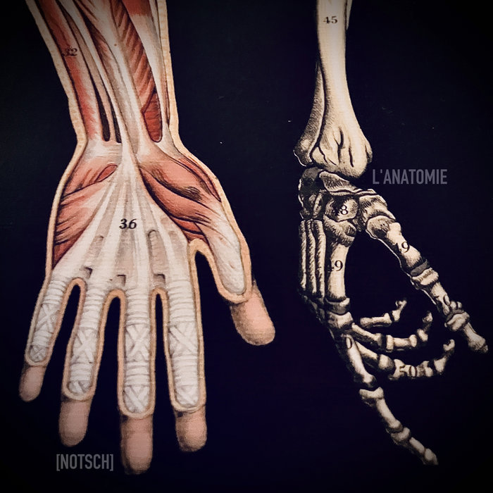 L'Anatomie | [Notsch]