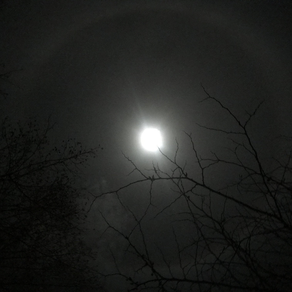 Isolation Dreams | Eric Dingus