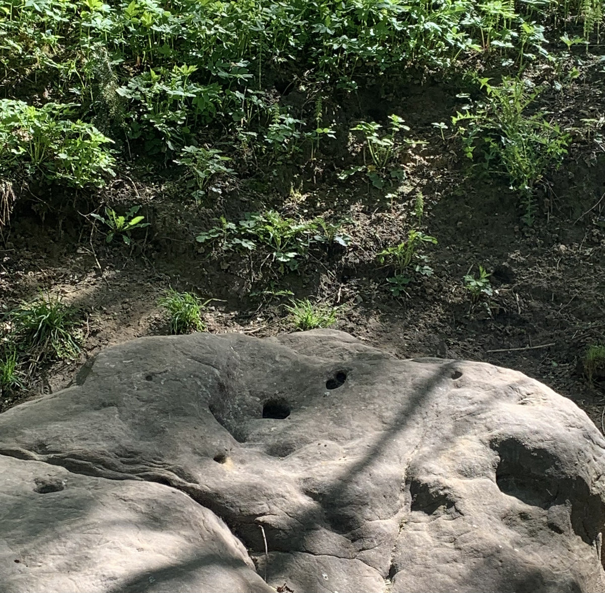 golosov ravine (nagatinsky zaton) | pinkoznoise, orchideared | pinkoznoise