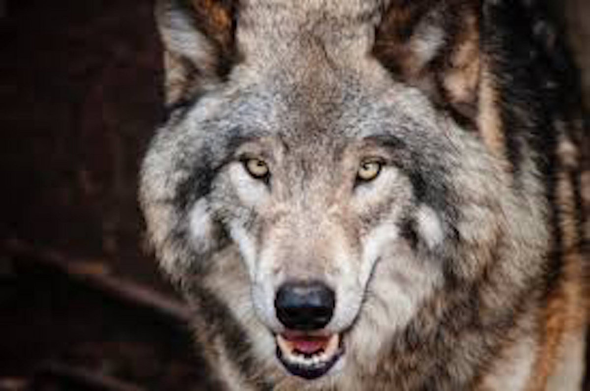 The Lone Wolf. | Grant Calvin Weston