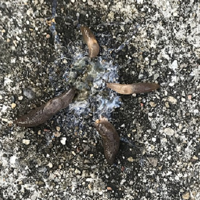 Slug Party | Mutt Fuzz