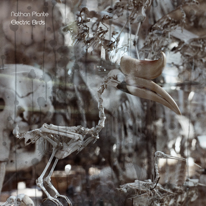 Electric Birds | Nathan Plante