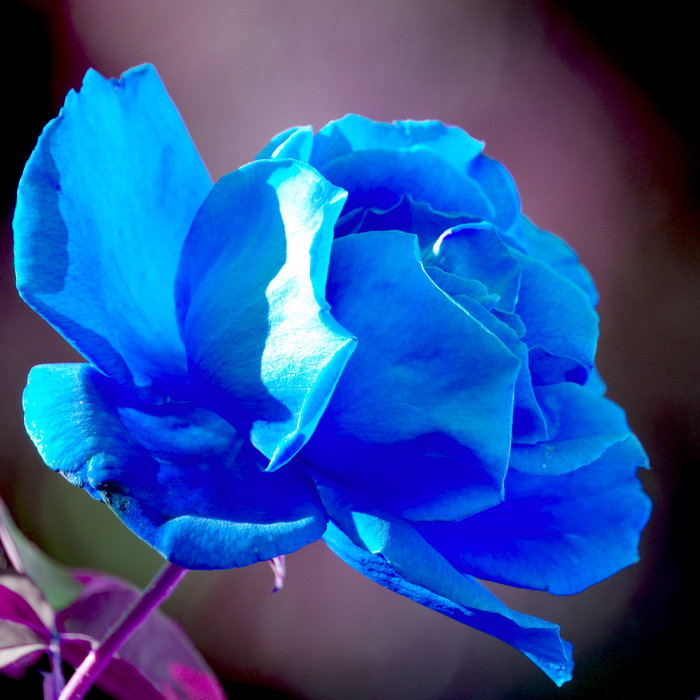 Burning Flesh | Astral Language