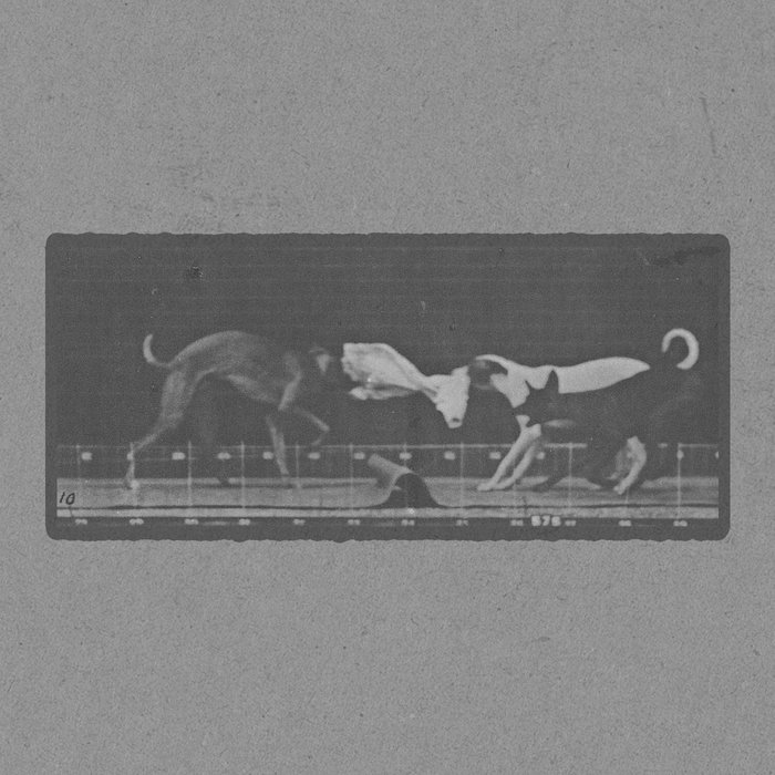 Three Dogs Fighting Over a Piece of Cloth | Muybridge