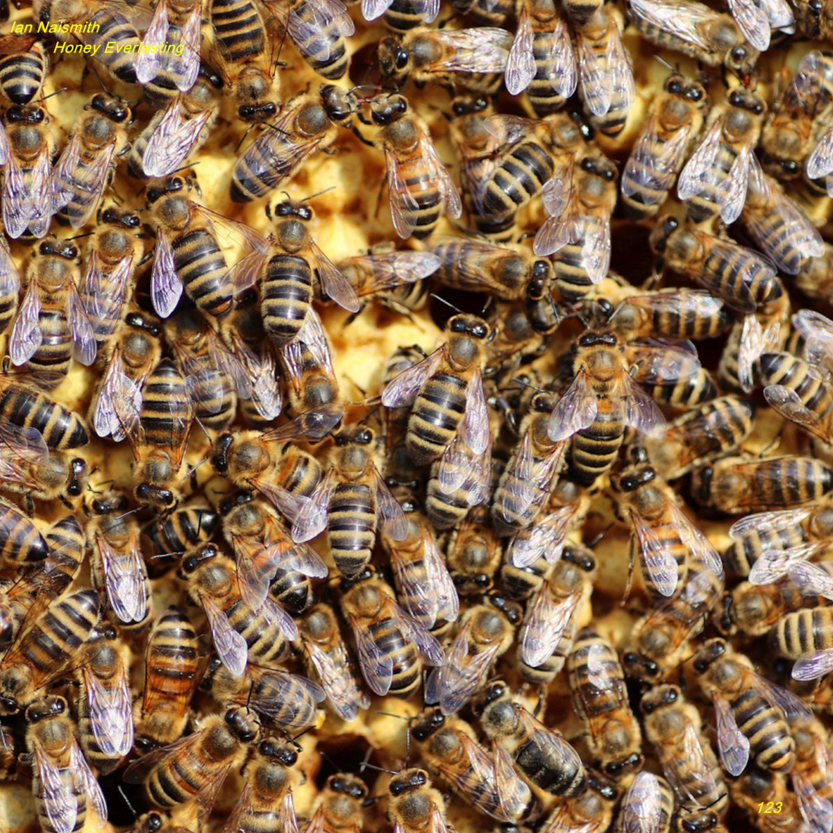 Honey Everlasting | Ian Naismith
