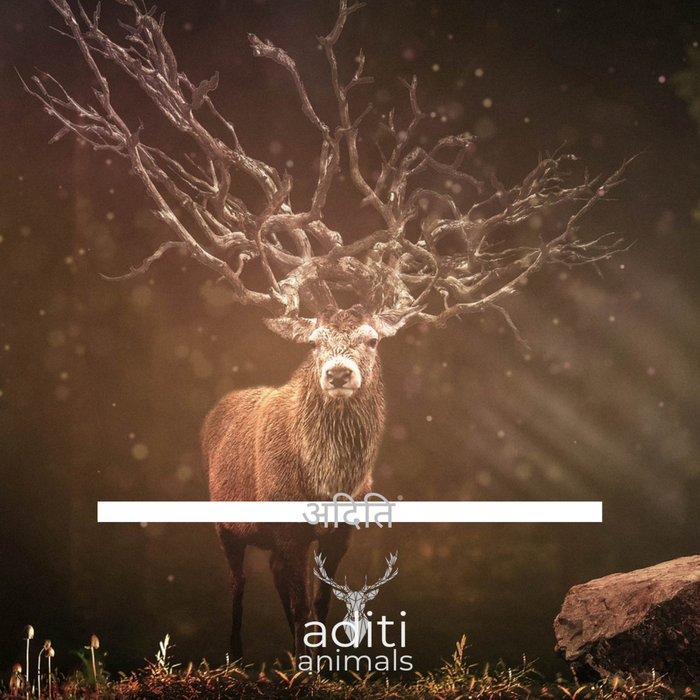 Animals | Aditi