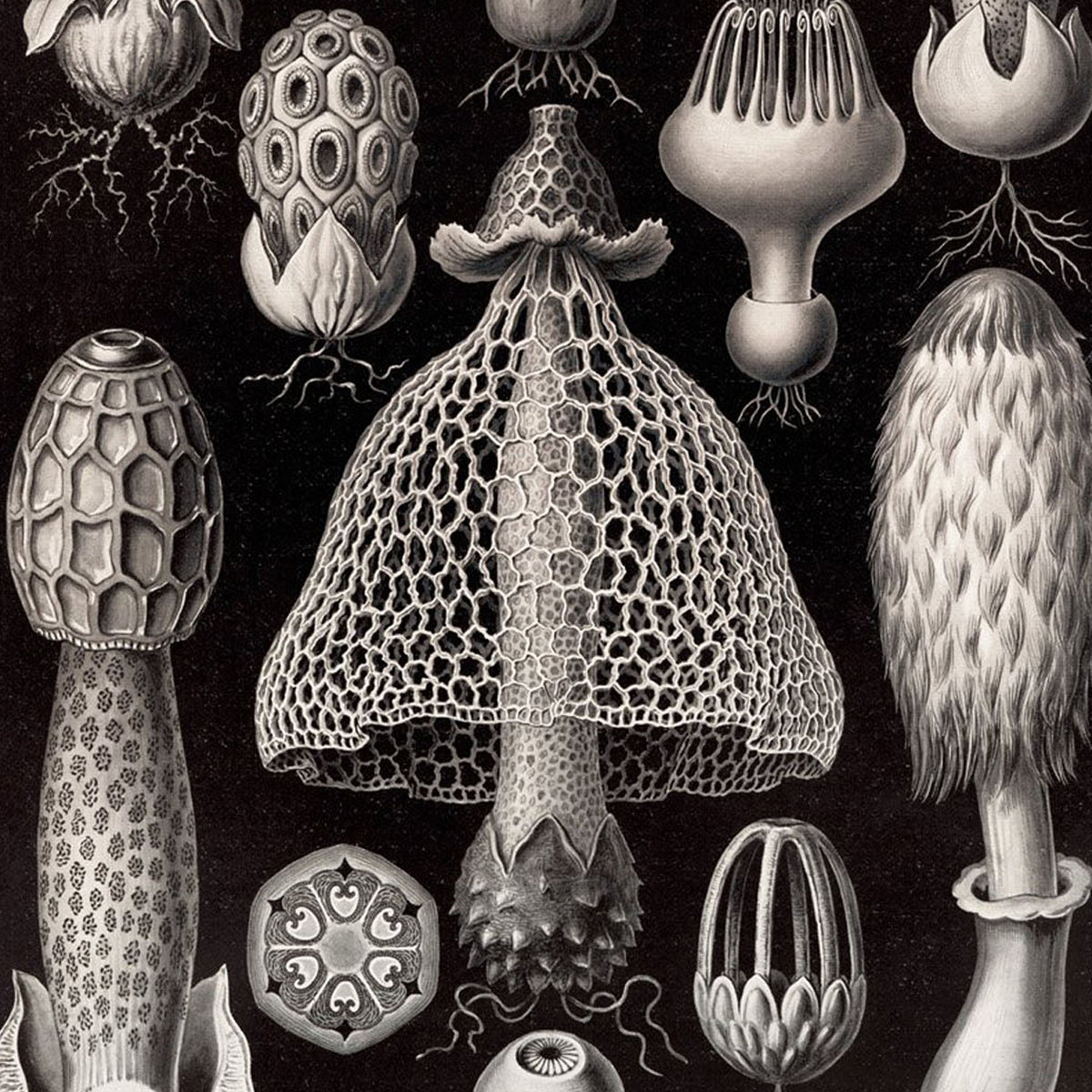 Toronto Demo | Punch Daddy