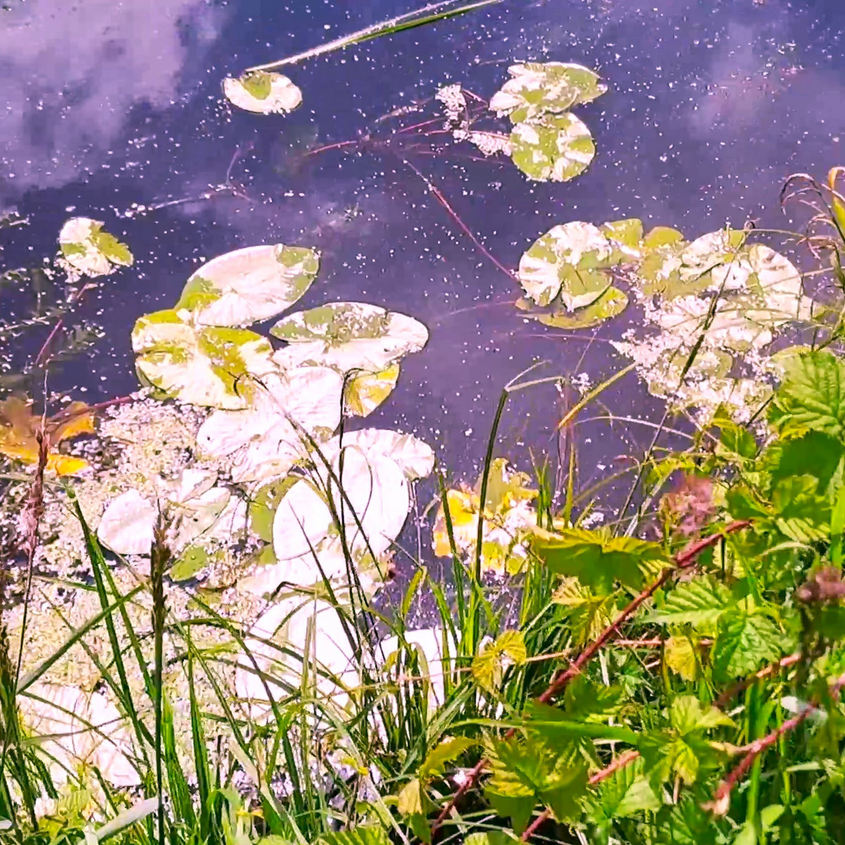 Summertime Haze | Robert Owen