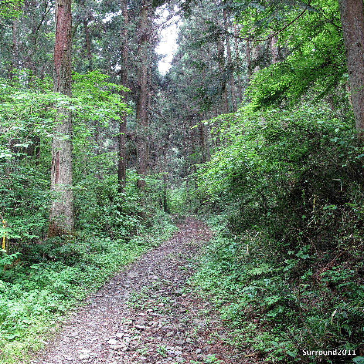 Forest Sound Effects | Surround2011