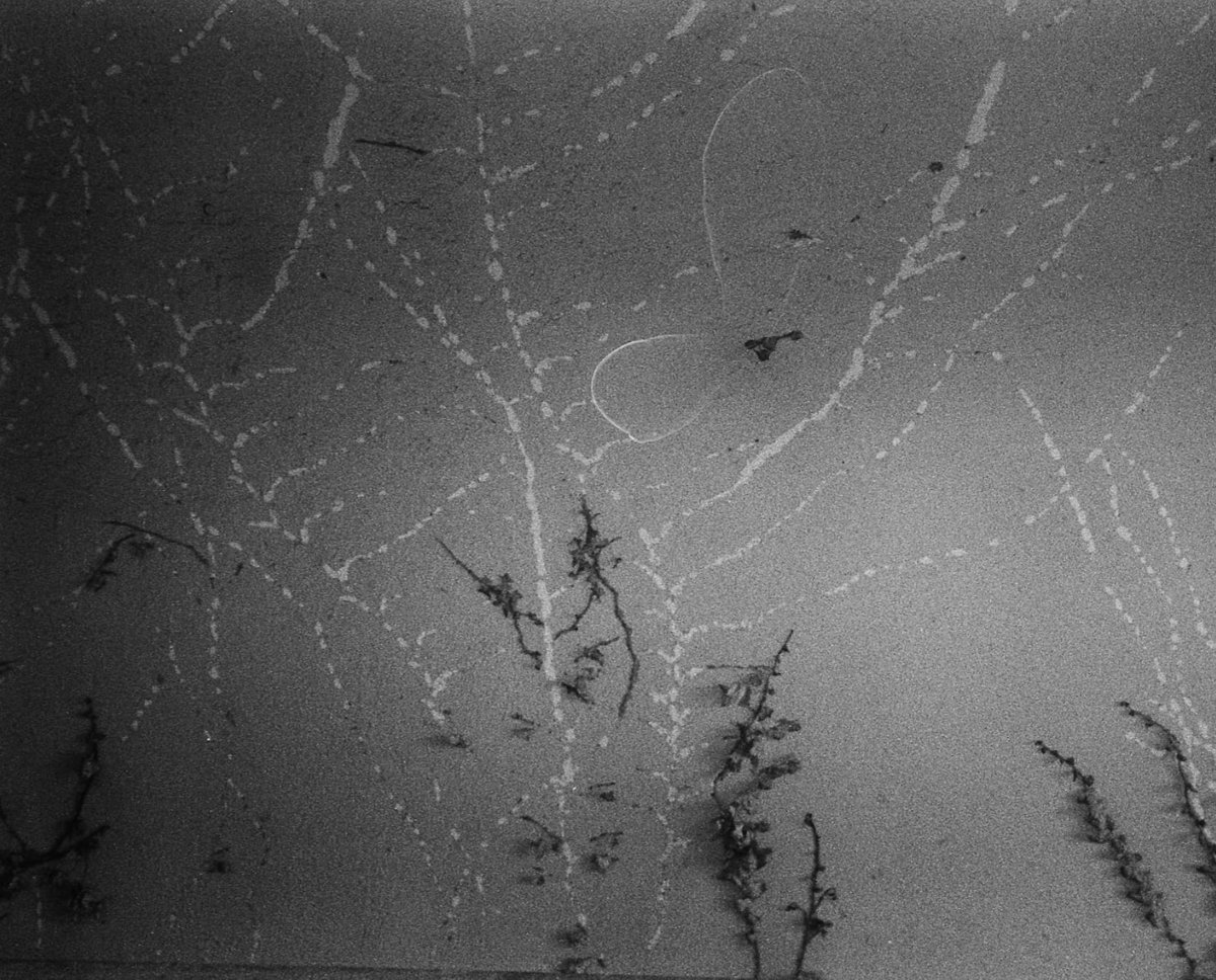 Zeynep Toraman – a lifetime of annotations | Zeynep Toraman | Sawyer ...