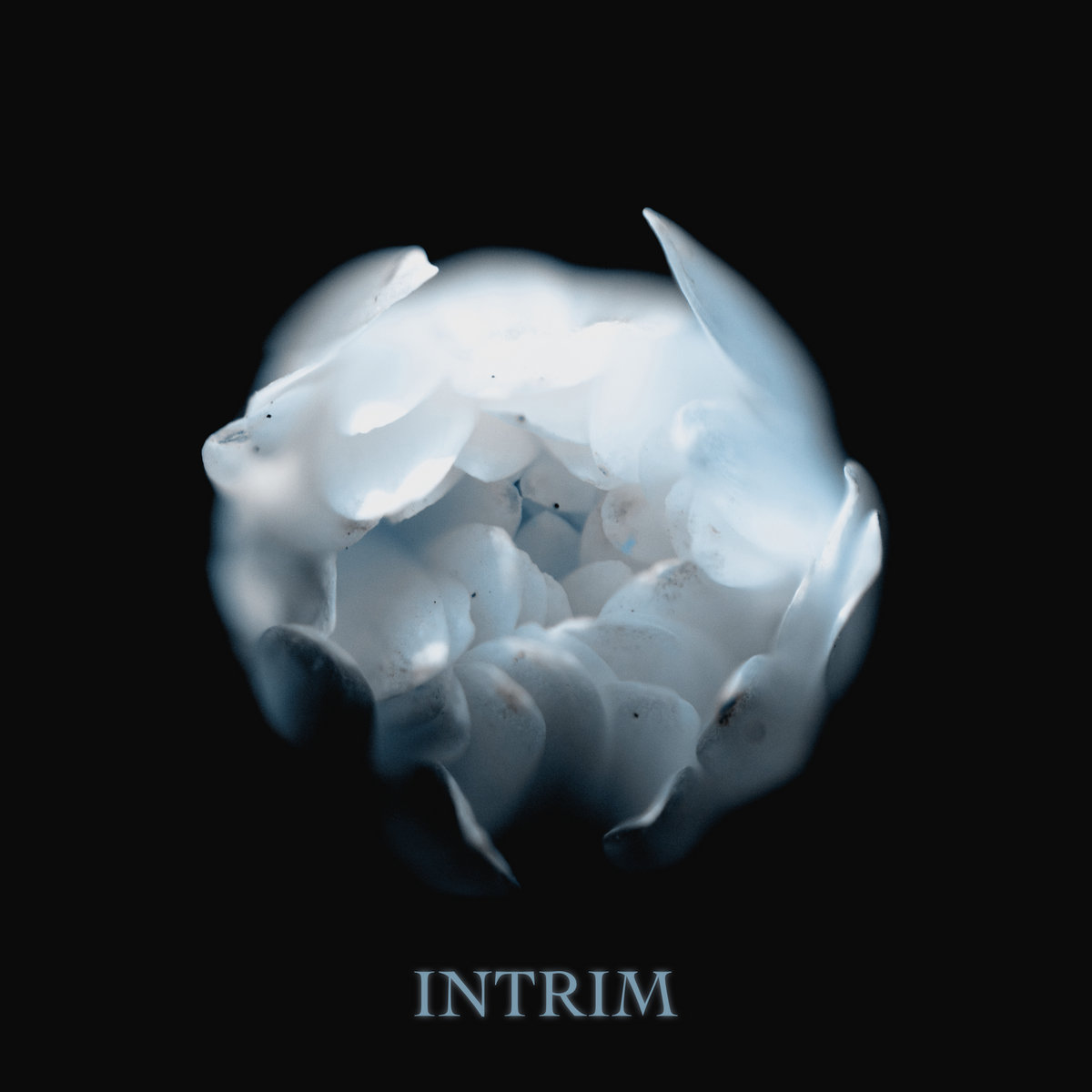 Intrim | Ohrwert