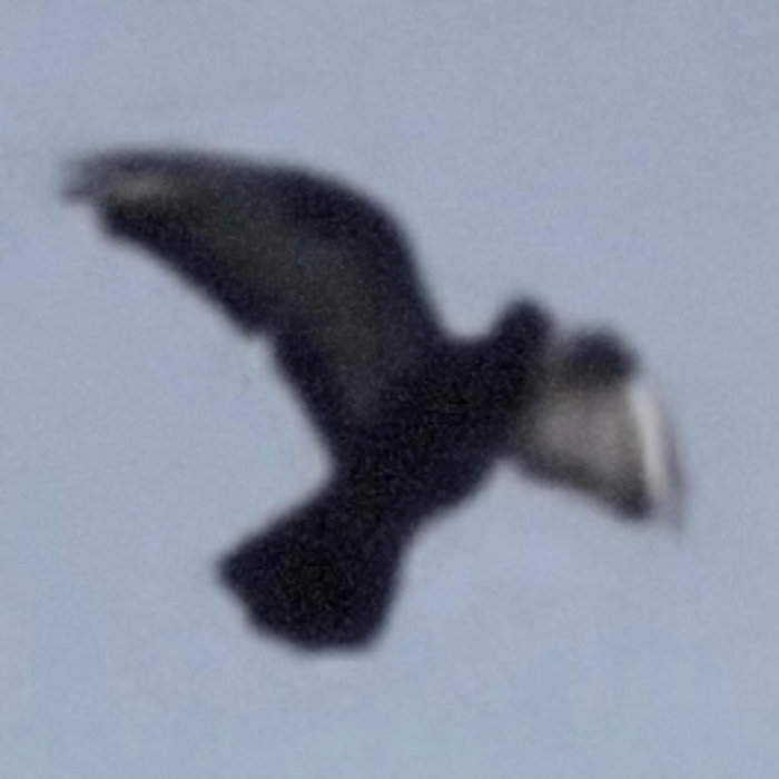 Toybox, Pyre - Single | goodnight, Lucas