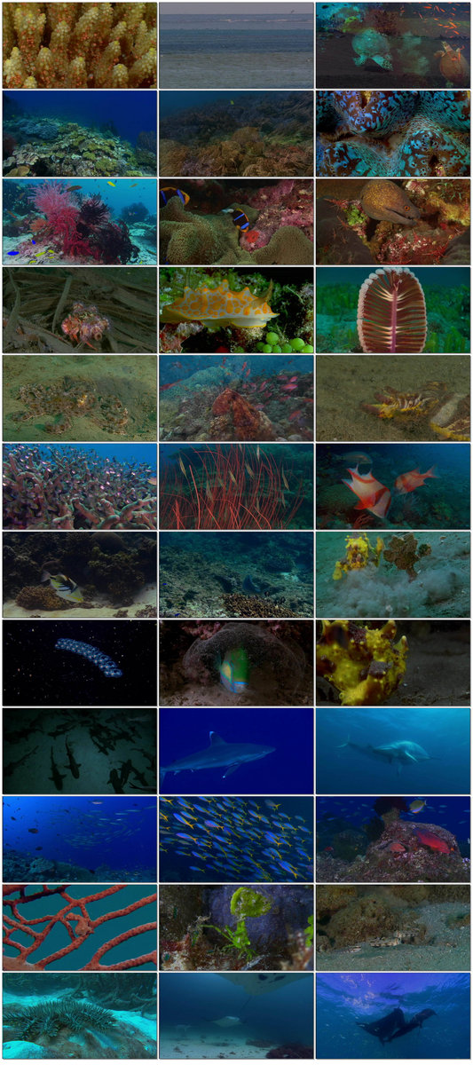 Coral Sea Dreaming Awaken 2010 Blu Ray 1080p X264 Dts Defense ...
