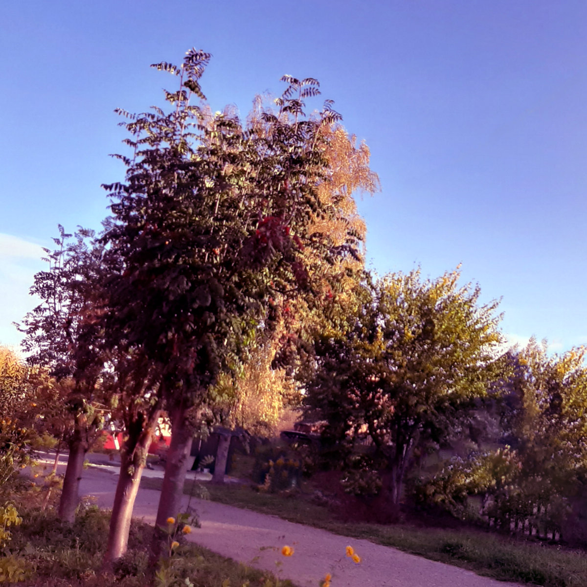 Auditory Hallucinations | Sapling.png | Wilhelm Lyons