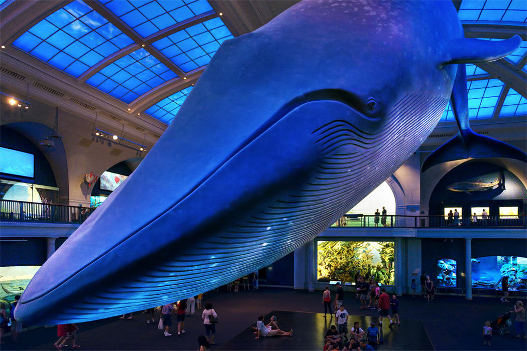 Blue Wail | Blue Wail