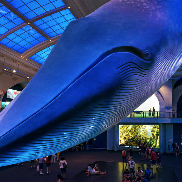 Blue Wail | Blue Wail