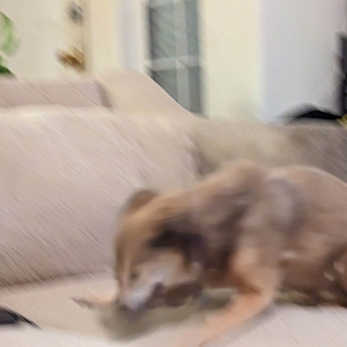 PROFESSIONAL MUSIC | Tyler Anaya