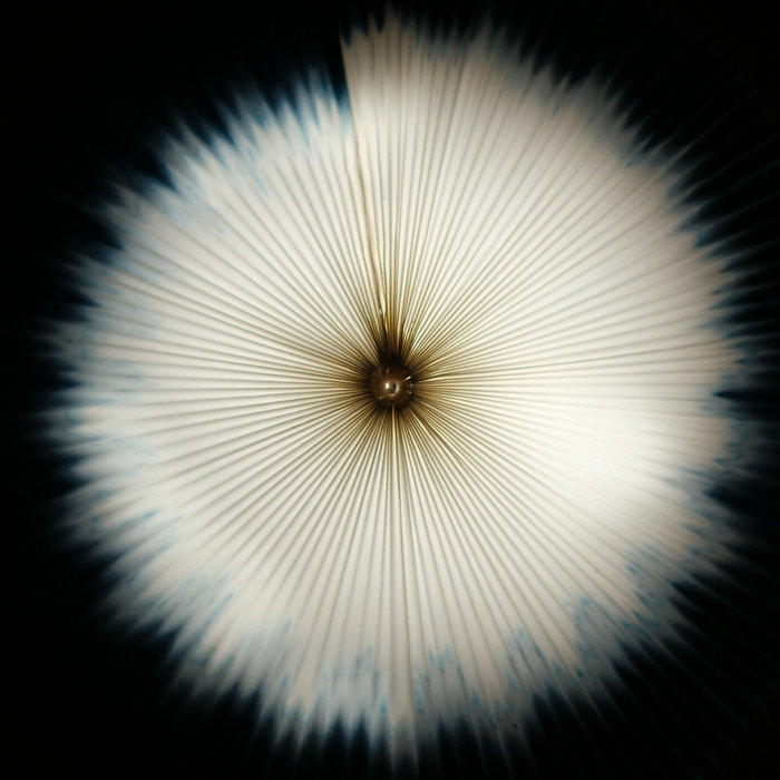 Data Bloom (Ep) | Ocyra