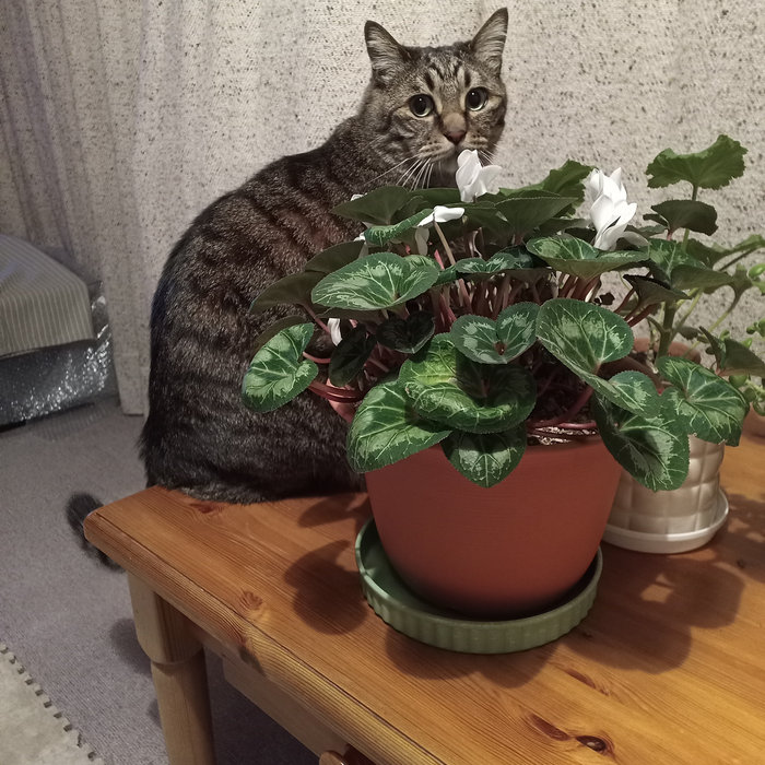 DUB TRACKS | Shu-dai | shu-dai