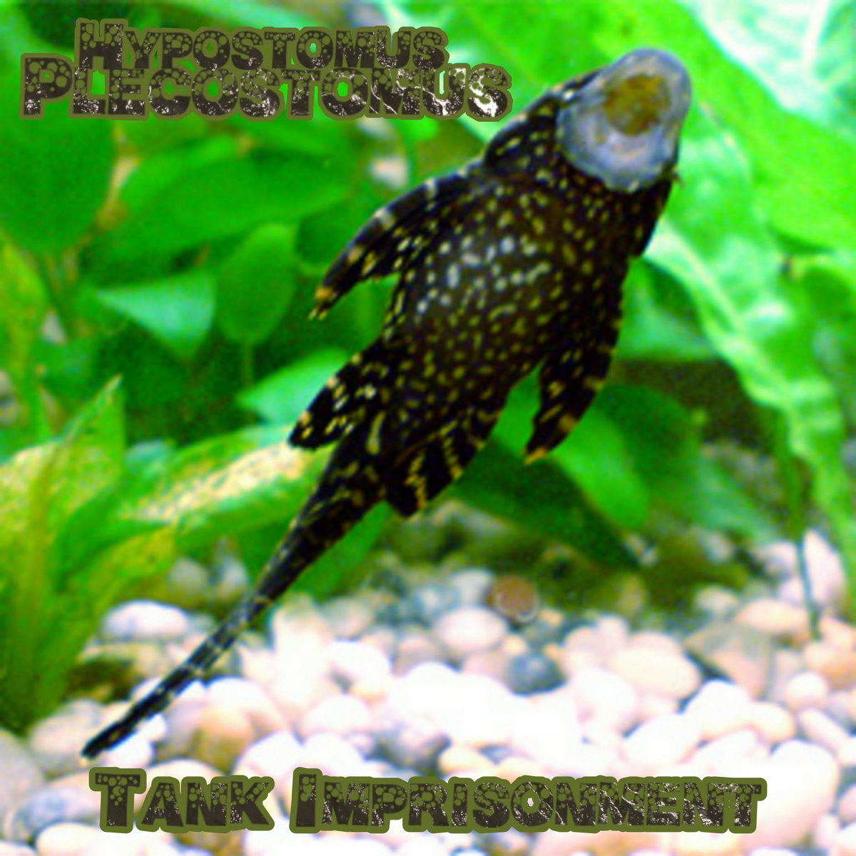 Freshwater Sucker Fish